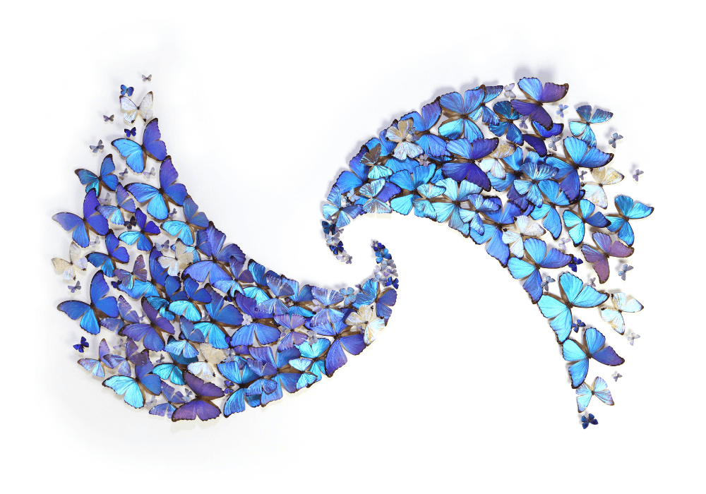 Exquisite Creatures Revealed | OMSI